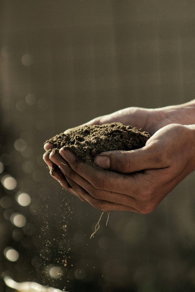 Healthy soil, healthy planet: cultivate rich, climate-friendly dirt ...