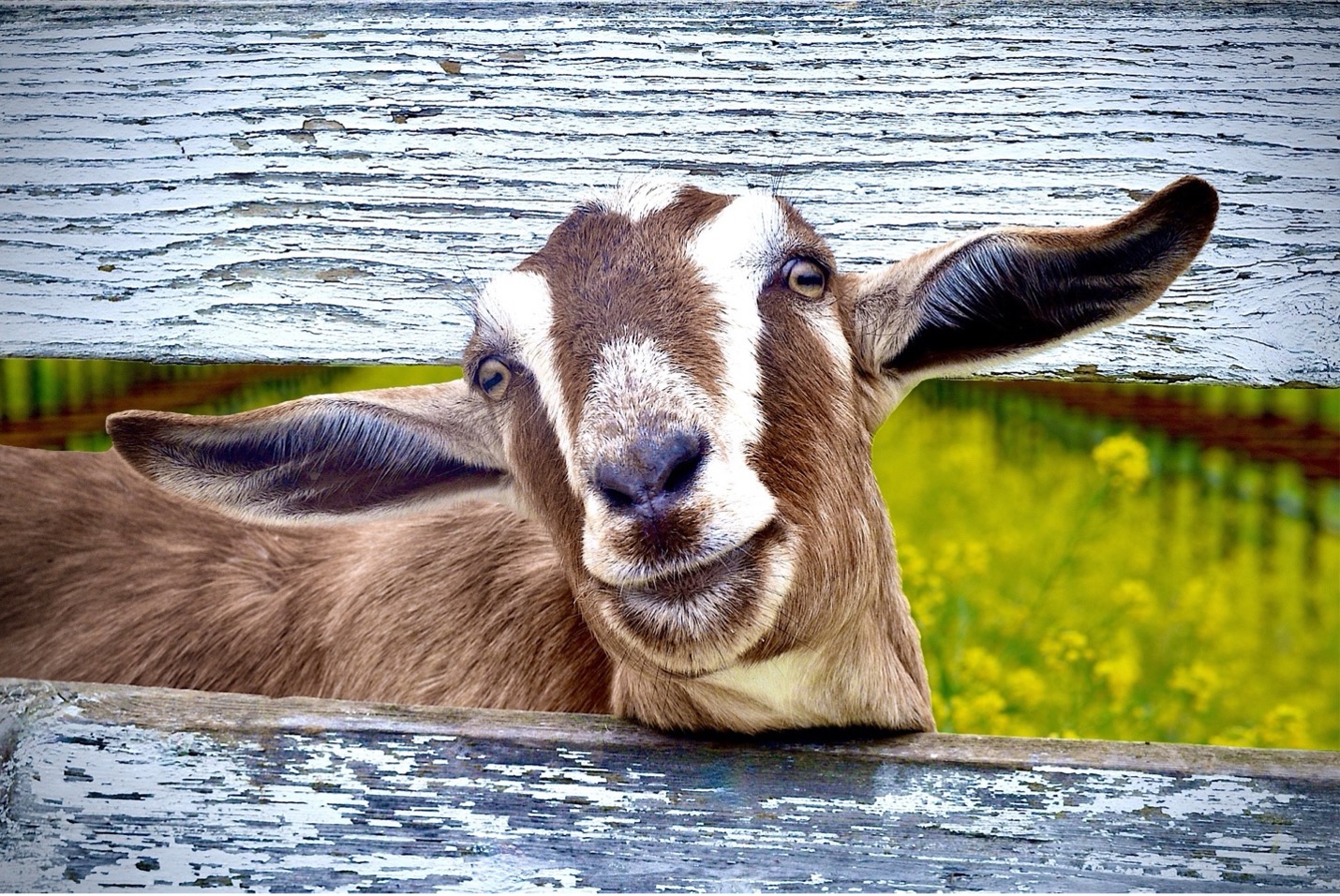 Yountville Arts ‘Photo Finale’ to open Jan. 22 at the Steve Rogers ...